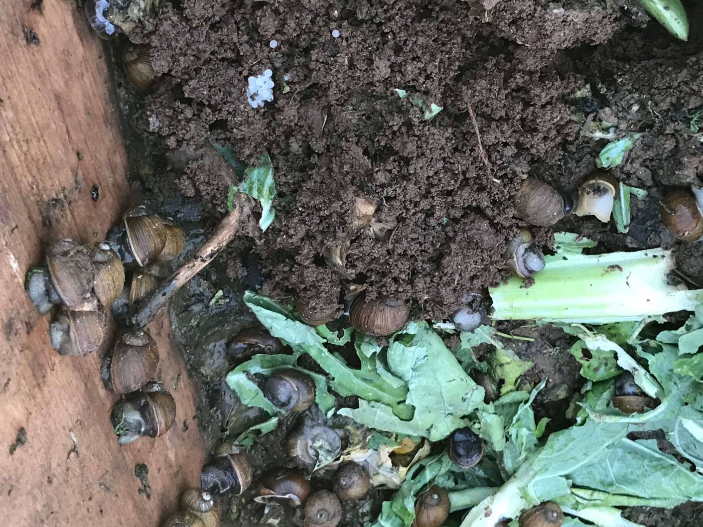 Snails | Hannibal Company